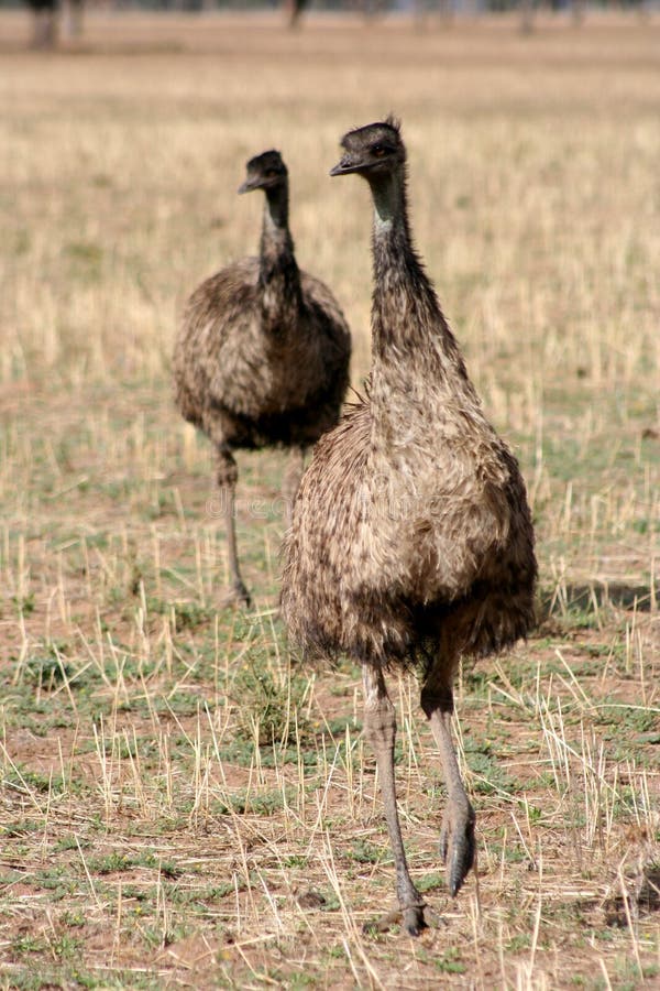 Outback Emus stock photo. Image of south, color, photograph - 10446586