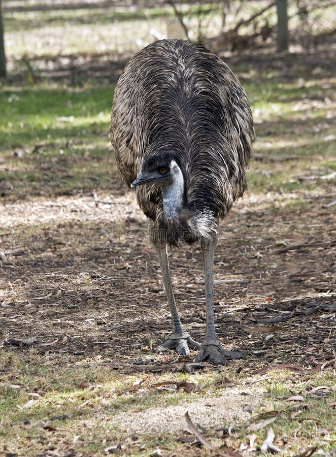 Emu eating grass stock image. Image of feathered, closeup - 16582175