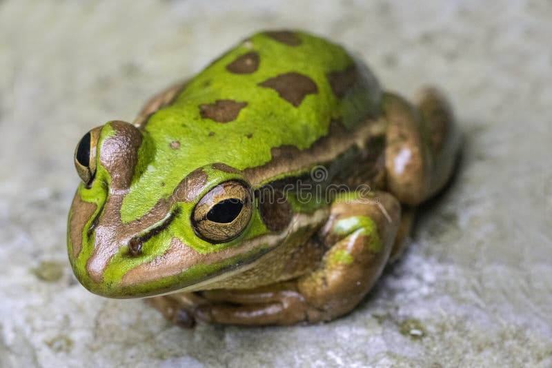 Green and Golden Bell Frog stock photo. Image of golden - 270225056