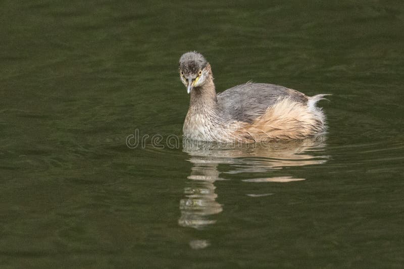 Australian Endemic Grebe stock photo. Image of ornithology - 157356544