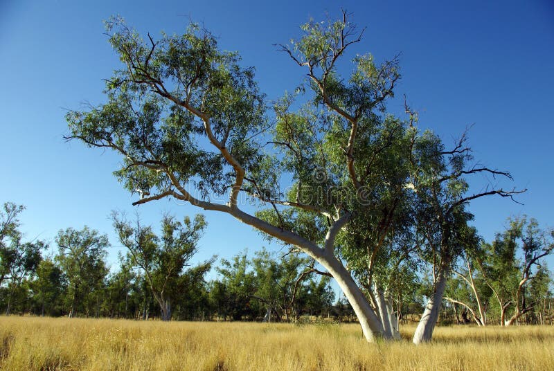 Australian Eucalyptus stock image. Image of australian - 10089251