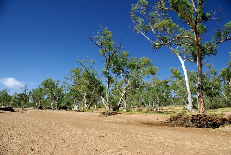 Australian Eucalyptus stock photo. Image of australian - 11596266