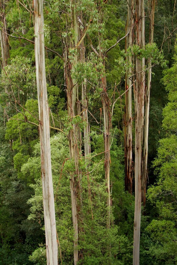Australian Eucalyptus Forest Stock Photos - Image: 7381963