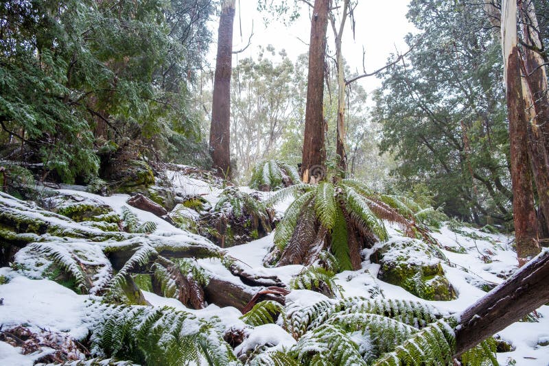 Australian Eucalyptus Forest Covered in Snow. Stock Photo - Image of ...