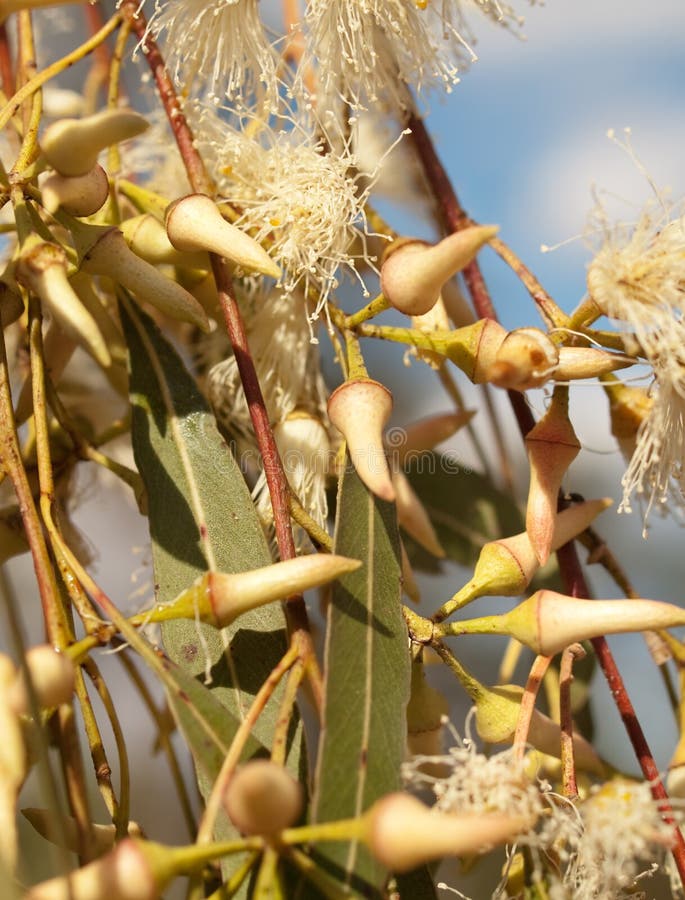 Australian Eucalyptus Forest Red Gum Buds Stock Photo - Image of leaves ...