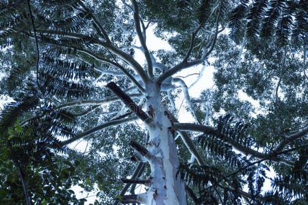Australian Eucalyptus Gum Tree Canopy Stock Image - Image of branches ...
