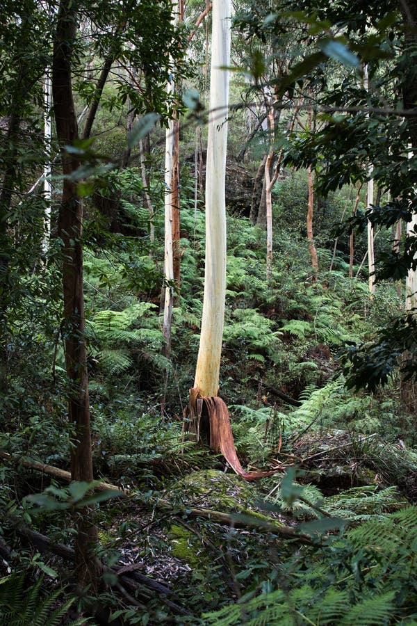 Gums Trees - Australian Eucalyptus Stock Image - Image of expedition ...
