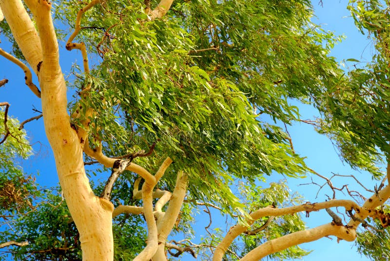 Australian Eucalyptus tree stock image. Image of tree - 1727777