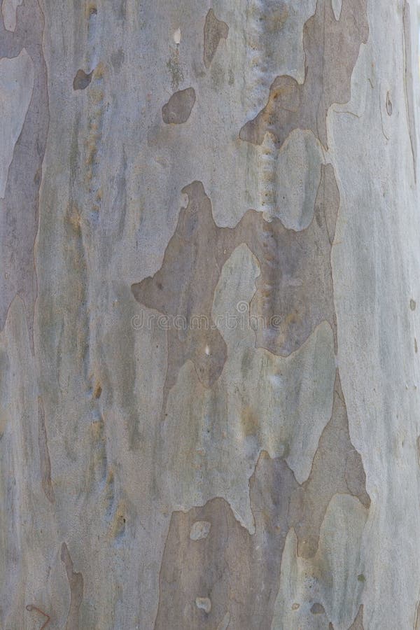 Australian Eucalyptus Tree stock image. Image of eucalyptus - 81251177