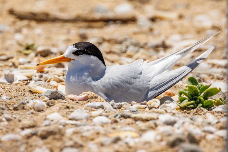 Australian Fairy Tern in Western Australia Stock Photo - Image of exotic, nereis: 262048168