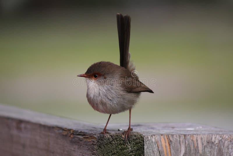 Australian Fairy Wren stock image. Image of ornithology - 29175795