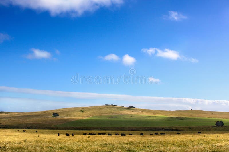 Australian Farm Landscape View Stock Image - Image of plain, animal ...