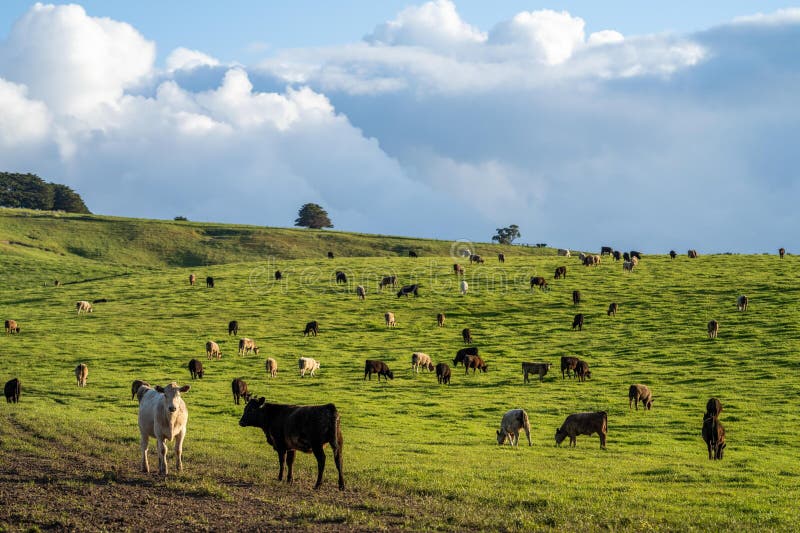 Australian Farming Landscape in Springtime with Angus and Murray Grey ...