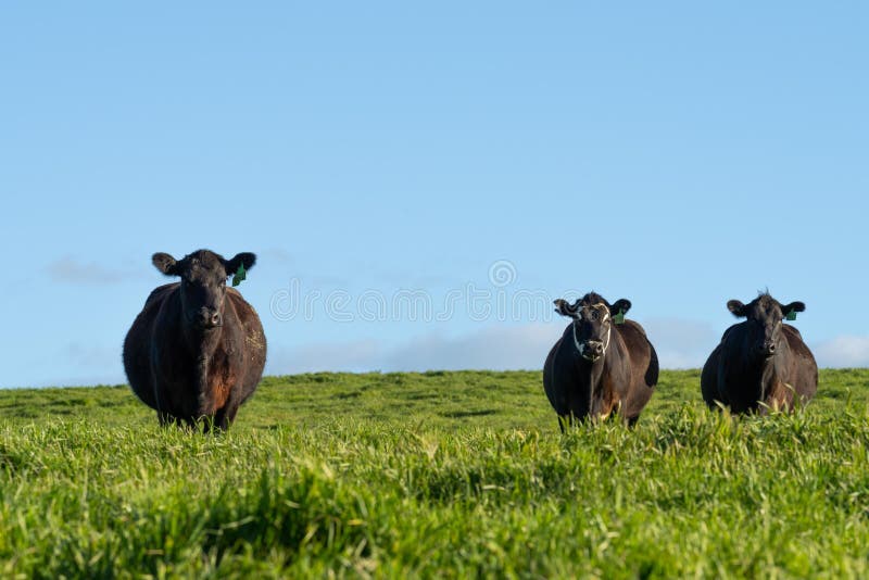 Australian Farming Landscape in Springtime with Angus and Murray Grey ...