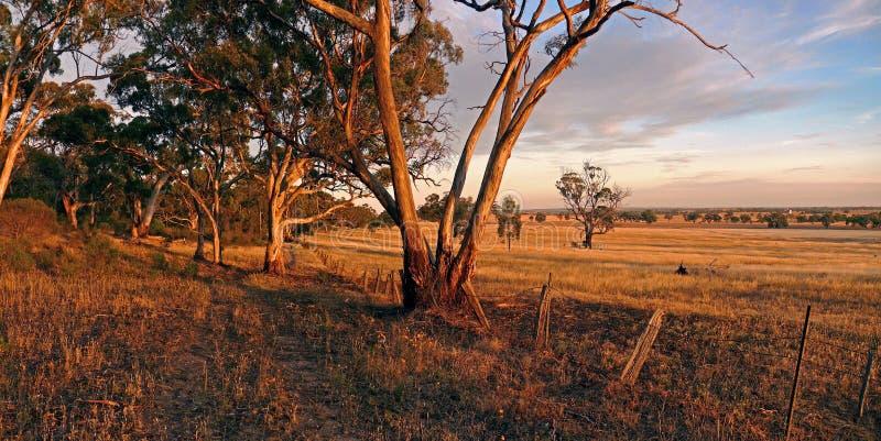 Australian Farmland stock photo. Image of wood, resolution - 77029562