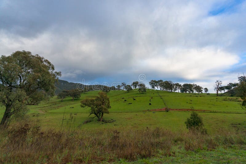 Australian Farmlands with Cows Grazing on Paddock Stock Image - Image ...