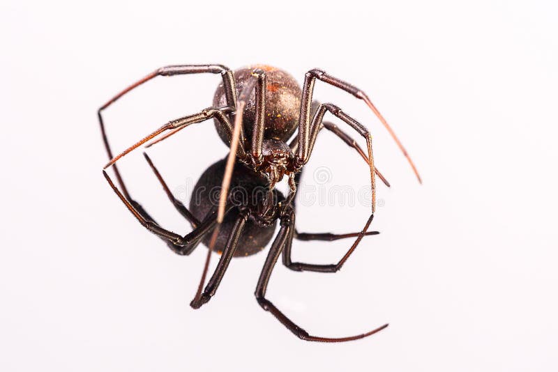 Australian redback spider stock image. Image of arachnid - 41818189