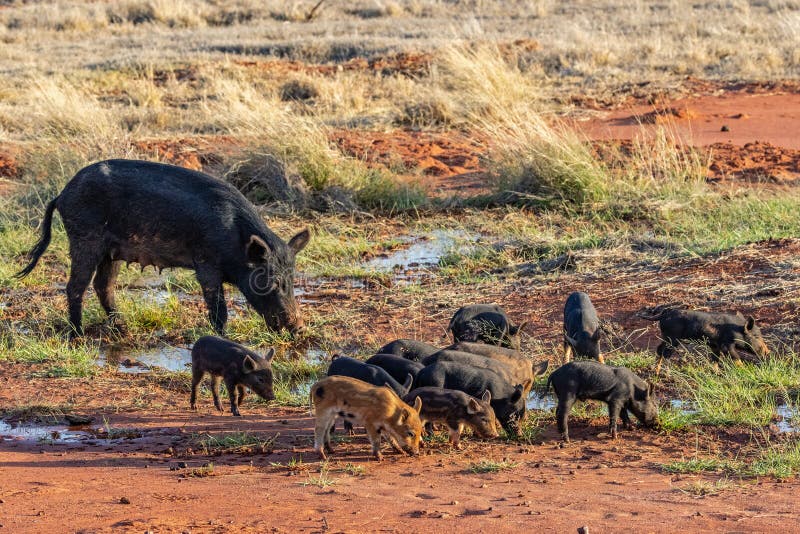 Australian Feral Pigs stock photo. Image of mammal, piglets - 294445516