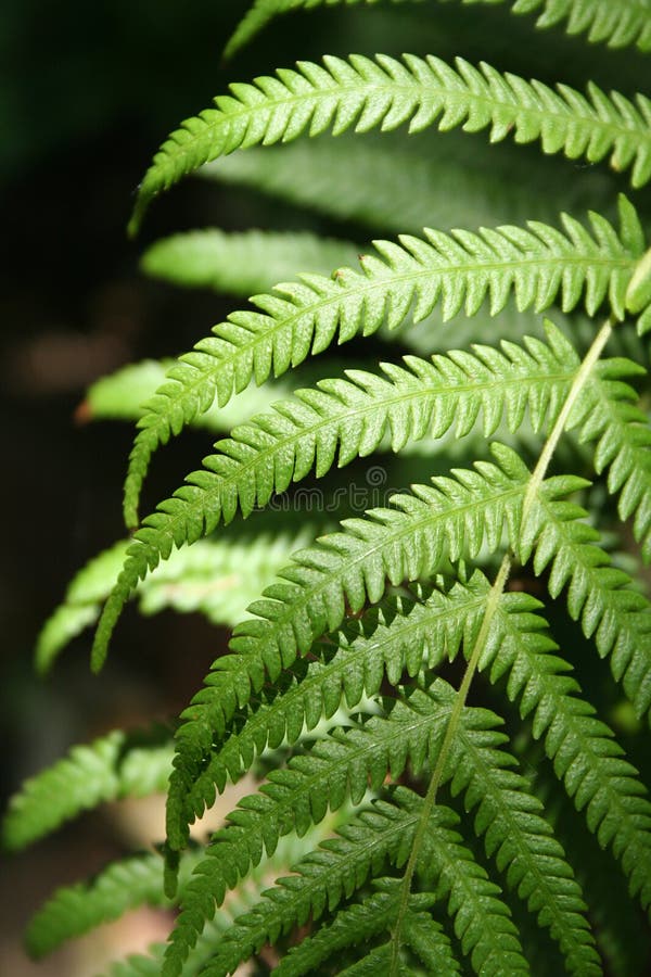 Australian Fern stock photo. Image of leaves, australia - 5522402