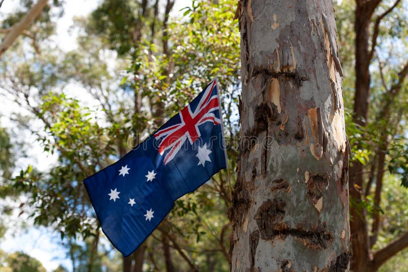 Australian Flag on Tree in Australian Bush Stock Photo - Image of tree ...