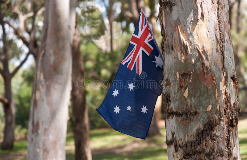 Australian flag in trees. stock image. Image of union - 18382081