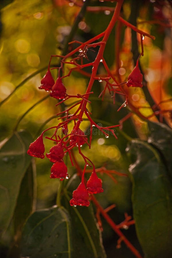 Australian Flame Tree (Brachychiton Acerifolius) Flowers 15866 Stock ...
