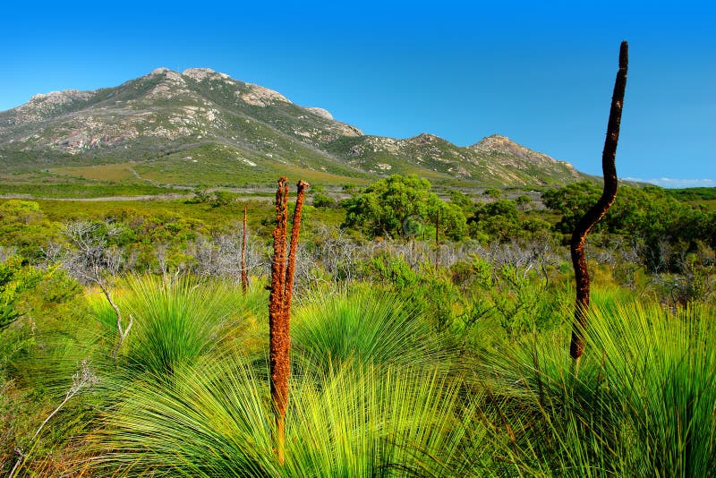 Australian Flora stock photo. Image of rock, color, grass - 4847080