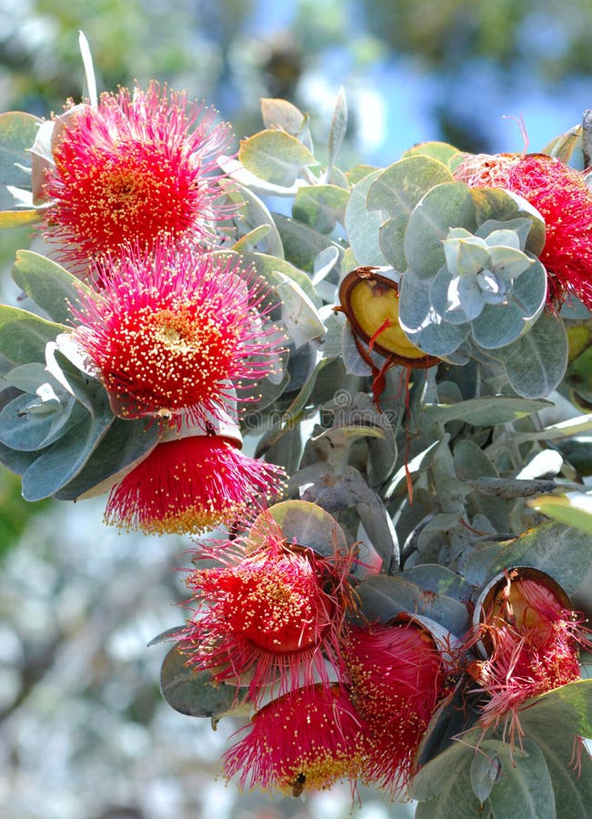 Australian Flora: White Flower Stock Photo - Image of plantae, species ...