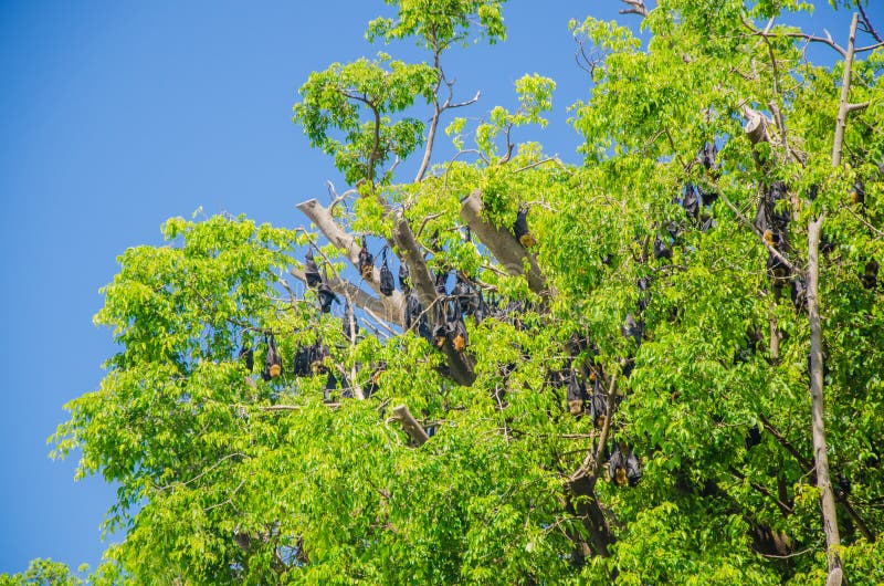 Australian Flying Foxes in a Tree Stock Image - Image of daylight ...