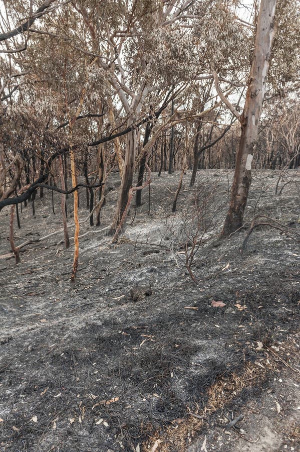 Australian forest fire stock image. Image of bush, trunk - 88449147