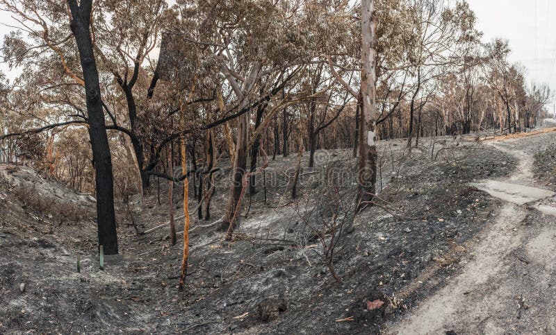 Australian forest fire stock image. Image of wood, australia - 88443789