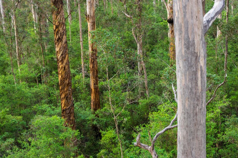 Australian forest stock image. Image of national, high - 91454935