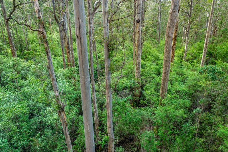 Australian forest stock image. Image of environment, isolated - 91456017