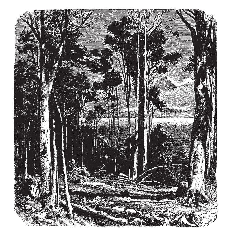 Australian Forest, Vintage Illustration Editorial Stock Image ...