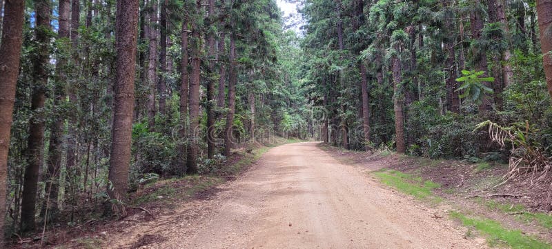 Australian Forests Queensland Stock Image - Image of australian ...