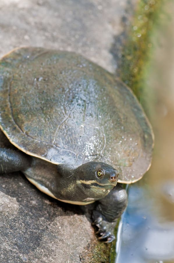 Smooth softshell turtle stock photo. Image of mississippi - 15863814