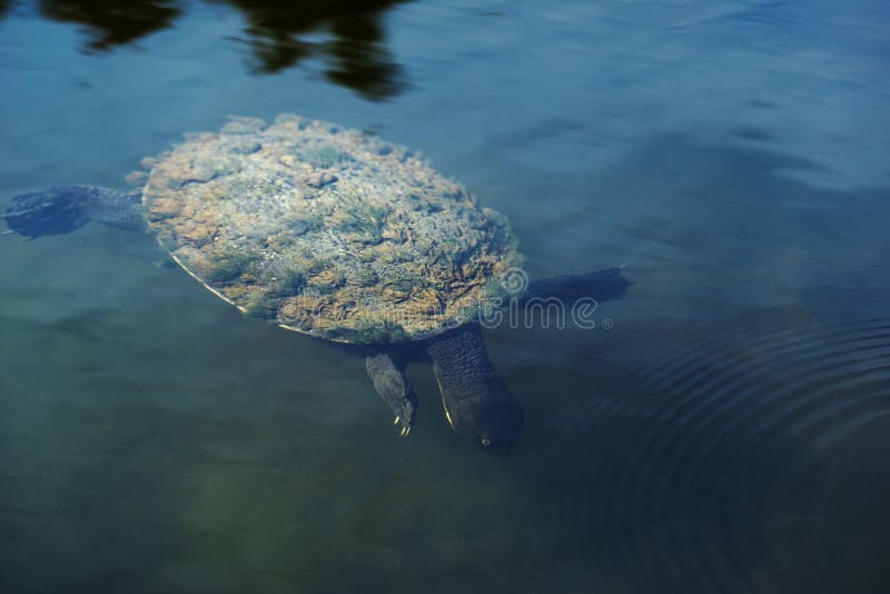 Australian Freshwater Turtle Stock Image - Image of turtle, tortoise ...