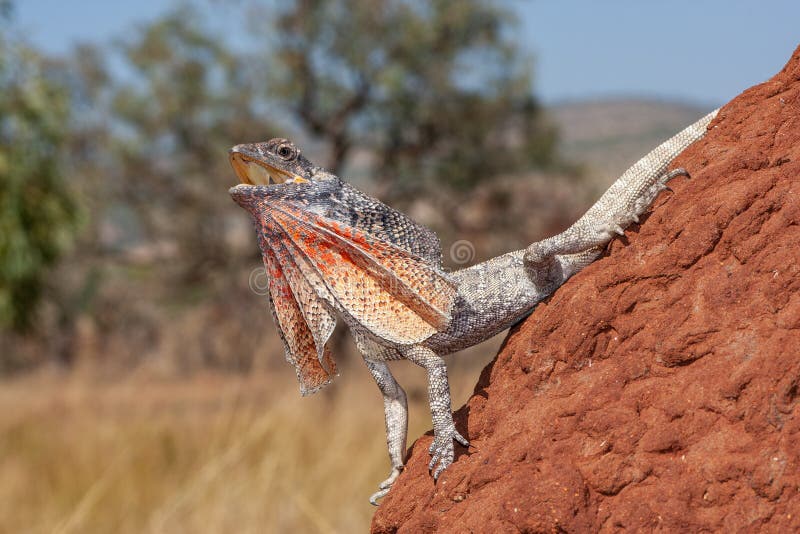 Australian Frilled Neck Lizard