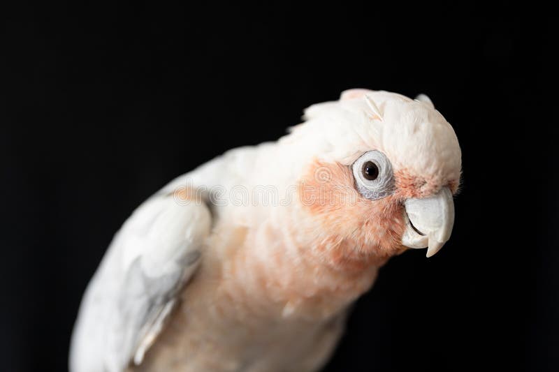 Australian Galah Corella Hybrid Stock Photo - Image of freak, pets ...