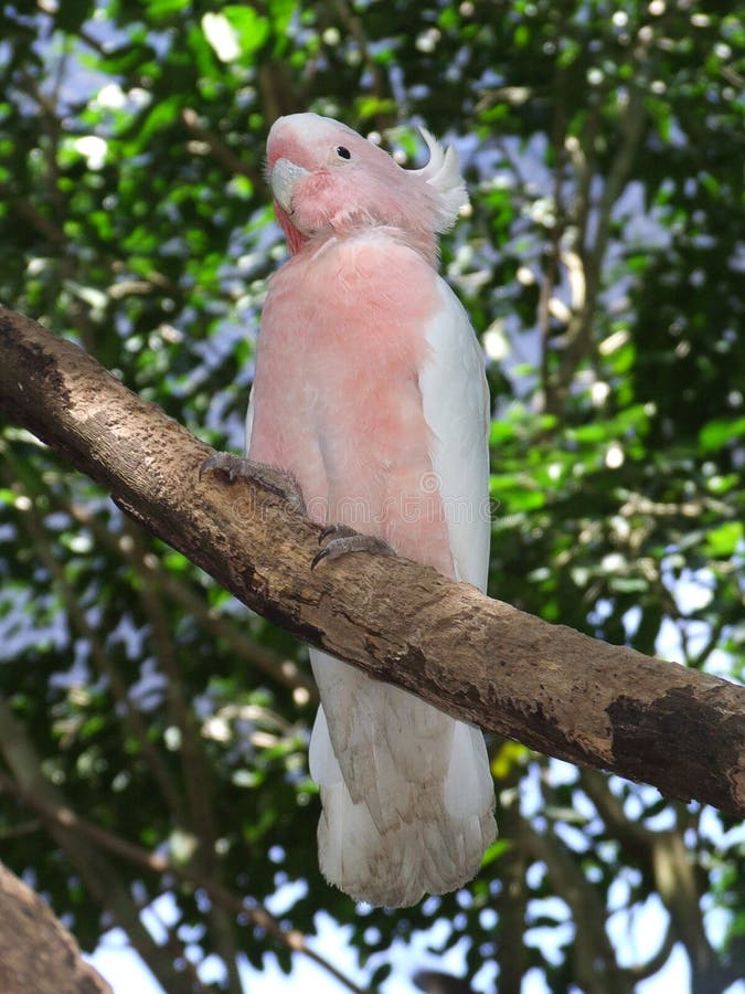 Australian Galah Bird Flying. Close-up of Pink Cockatoo in Fligh Stock ...