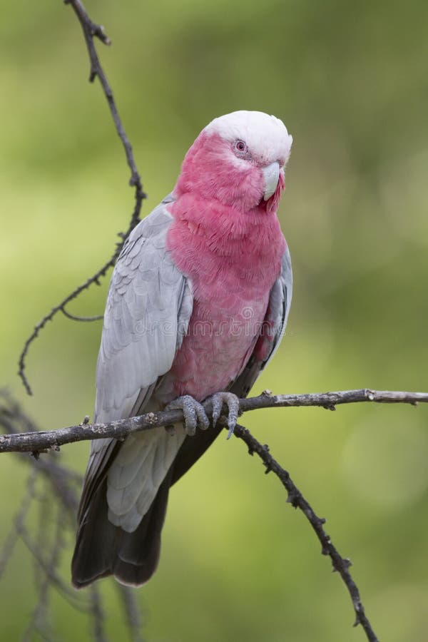Australian Galah. stock image. Image of grey, eolophus - 59160567