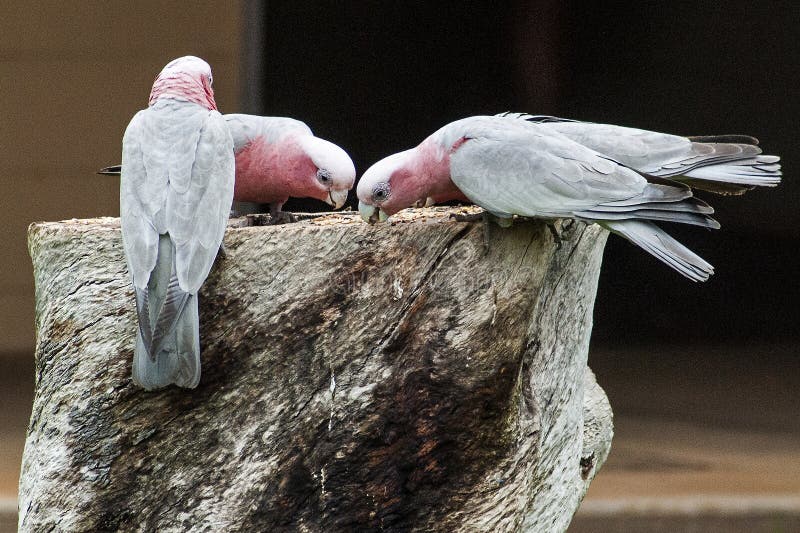 Australian Galahs Feeding stock image. Image of avian - 288735101