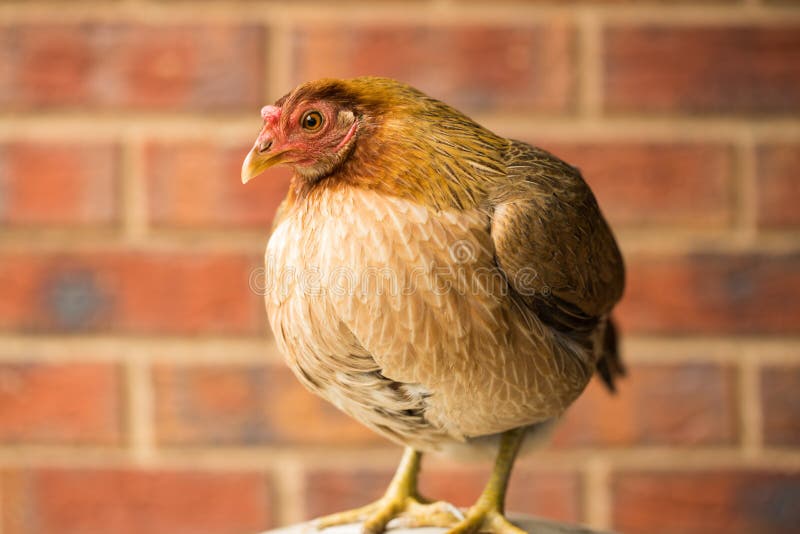 An Australian Game Chicken Breed Stock Photo - Image of australian ...