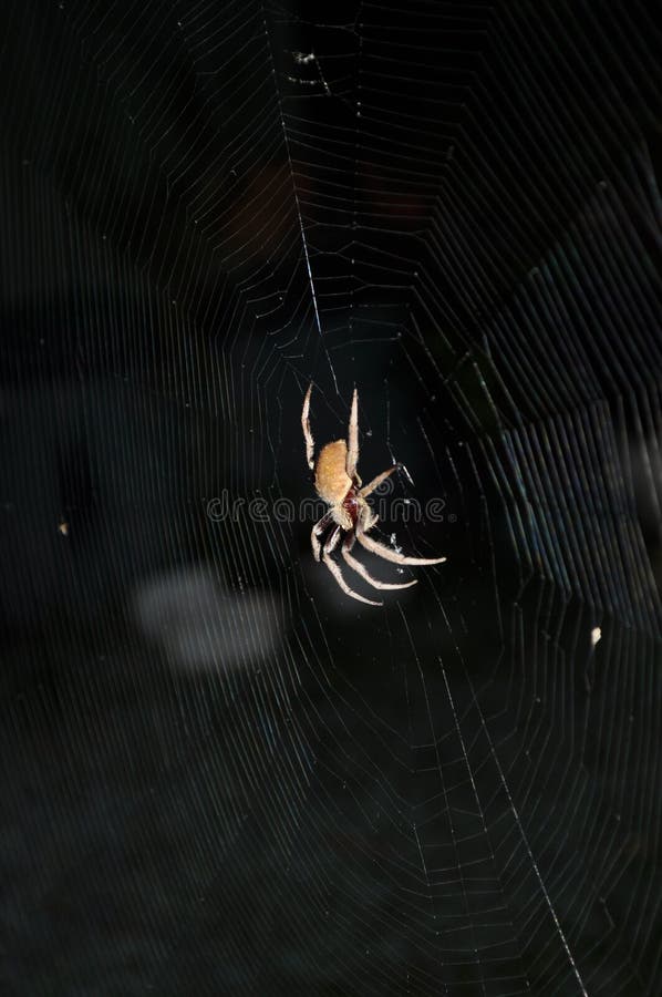 An Australian Garden Orb Spider Stock Image - Image of hair, australia ...
