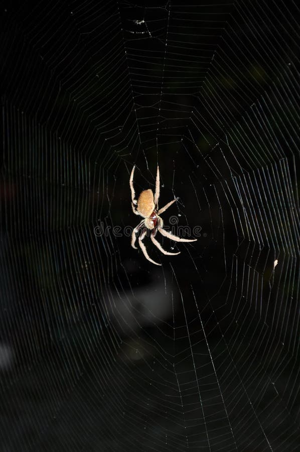 An Australian Garden Orb Spider Stock Photo - Image of close, brown ...