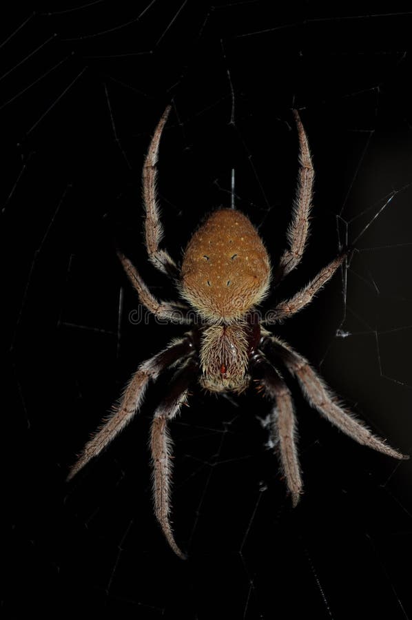 An Australian Garden Orb Spider Stock Photo - Image of brown, spinning ...