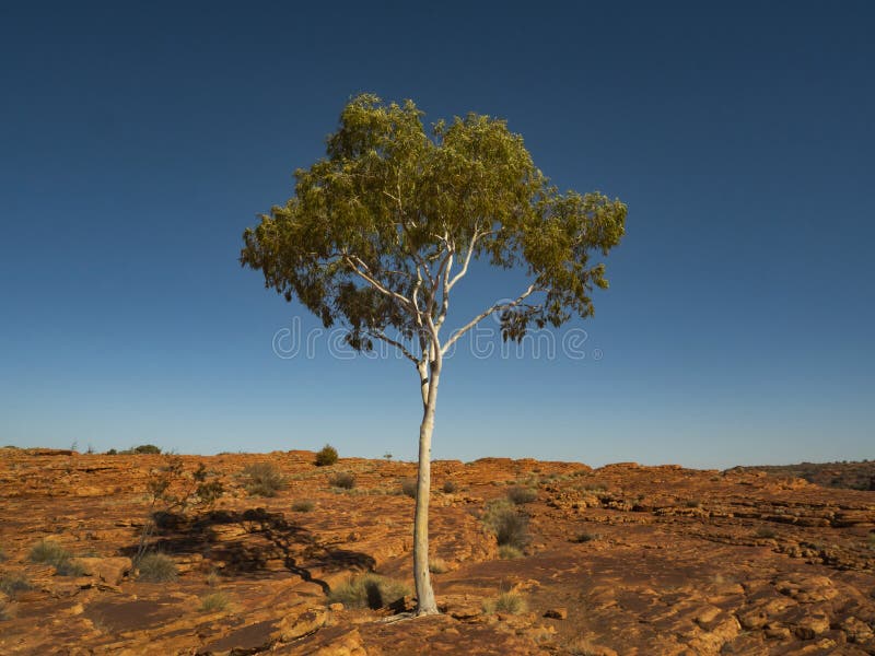 Australian Ghost Gum on Rocky Plateau Stock Image - Image of ghost ... Australian Ghost Gum on Rocky Plateau Stock Image - Image of ghost ...