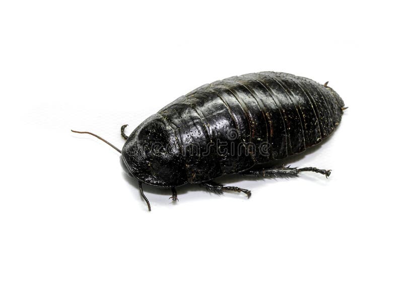 Australian Giant Burrowing Cockroach Stock Photos - Free & Royalty-Free ...