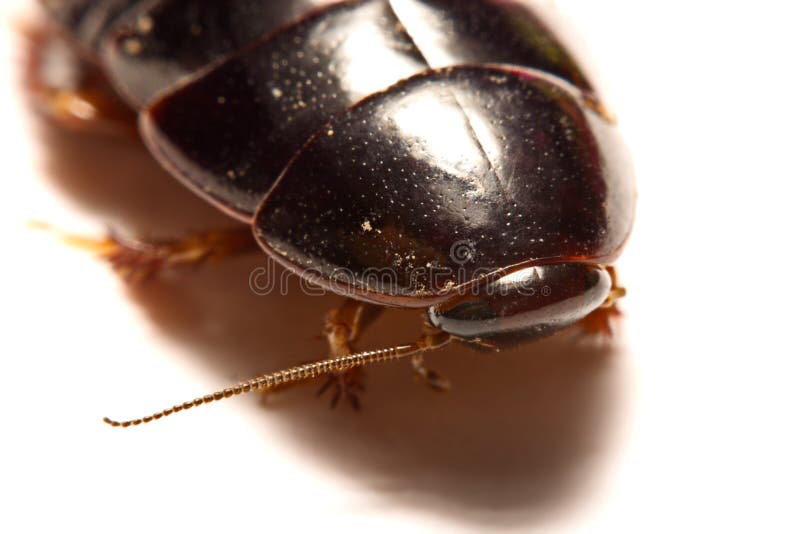 The Giant Burrowing Cockroach Stock Image - Image of disgust, arthropod ...