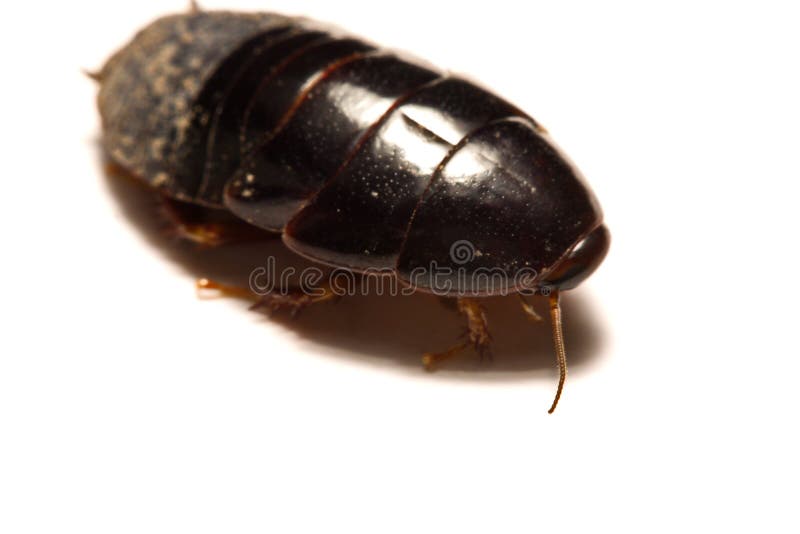 Australian Giant Burrowing Cockroach Stock Photos - Free & Royalty-Free ...